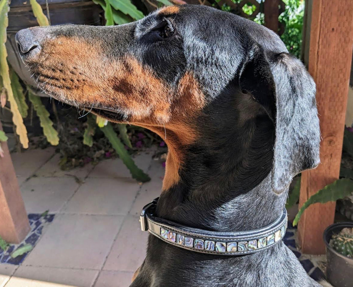 Dogs – Delfina Saddlery